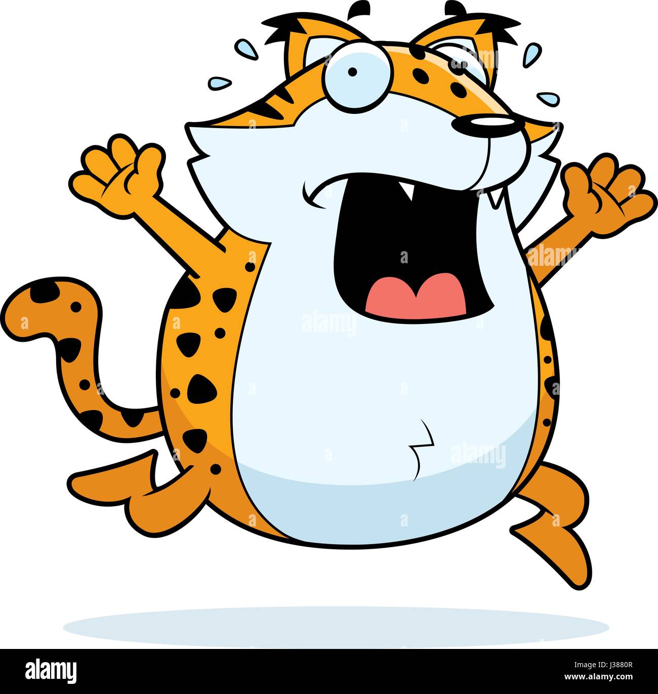 A cartoon bobcat running in a panic Stock Vector Image & Art - Alamy