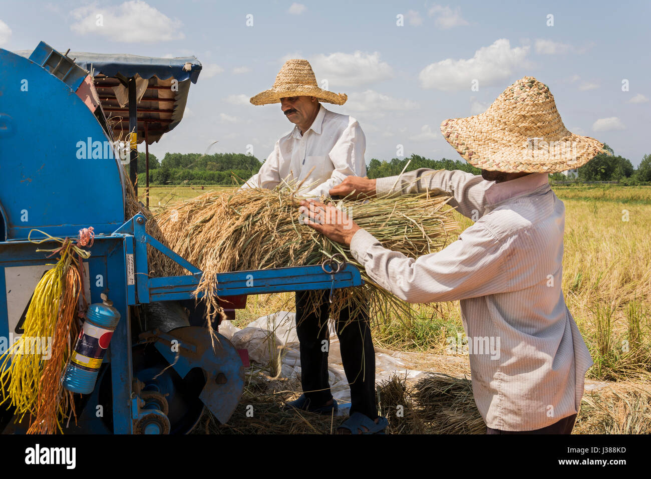 Gilan Province- North of IRAN-August 8, 2015 Two Farmers Using a ...