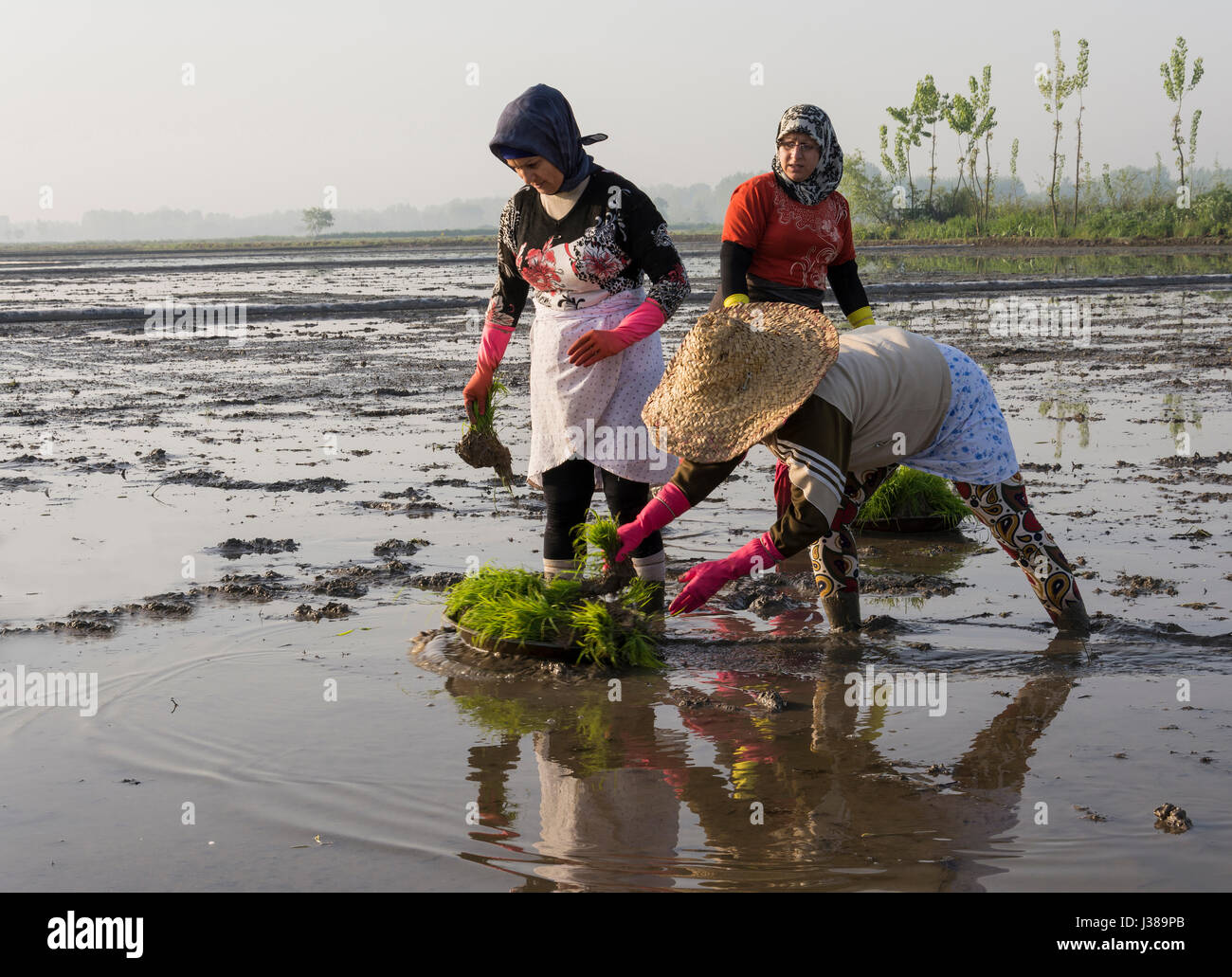Gilan Province- North of IRAN-May 2, 2015 Group of women ready to work ...
