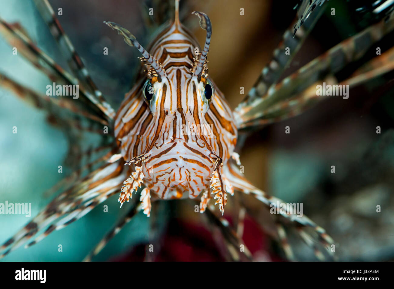 Baby Volitan Lionfish