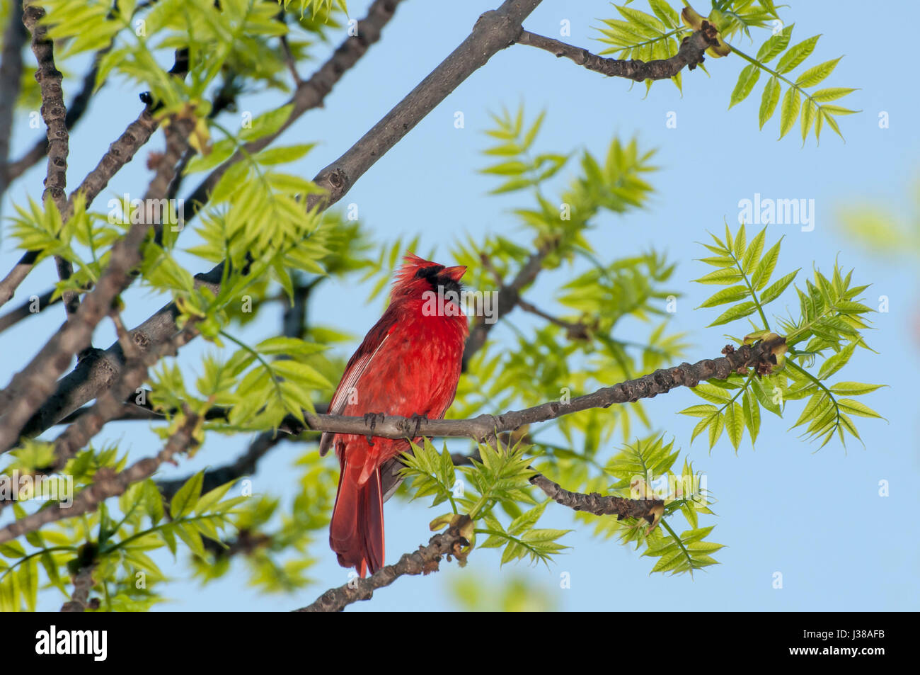 Little Canada, Minnesota. Gervais Mill Park. Male Northern Cardinal ...
