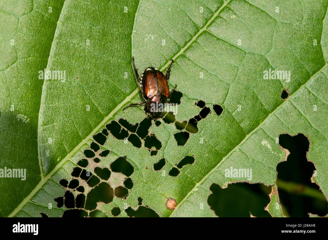 Japanese beetles hi-res stock photography and images - Alamy
