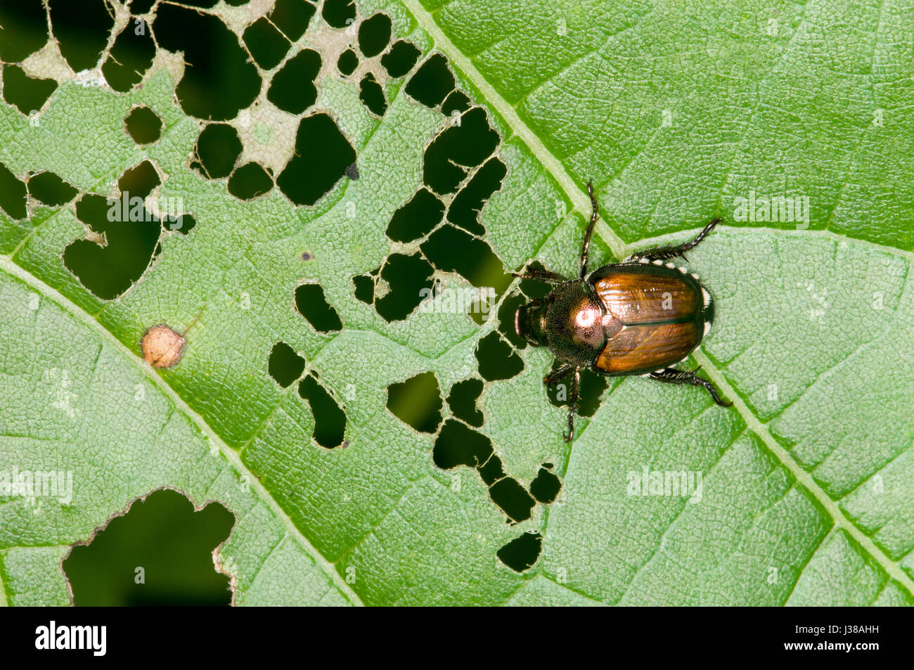 Japanese beetles hi-res stock photography and images - Alamy