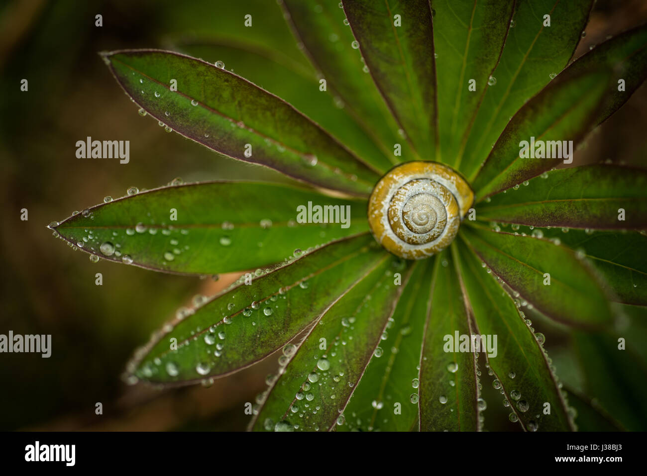 Plant shell hi-res stock photography and images - Alamy