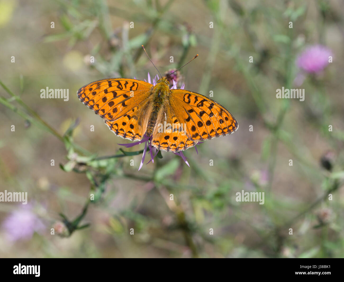 Silver-washed fritillary (Argynnis paphia Stock Photo - Alamy