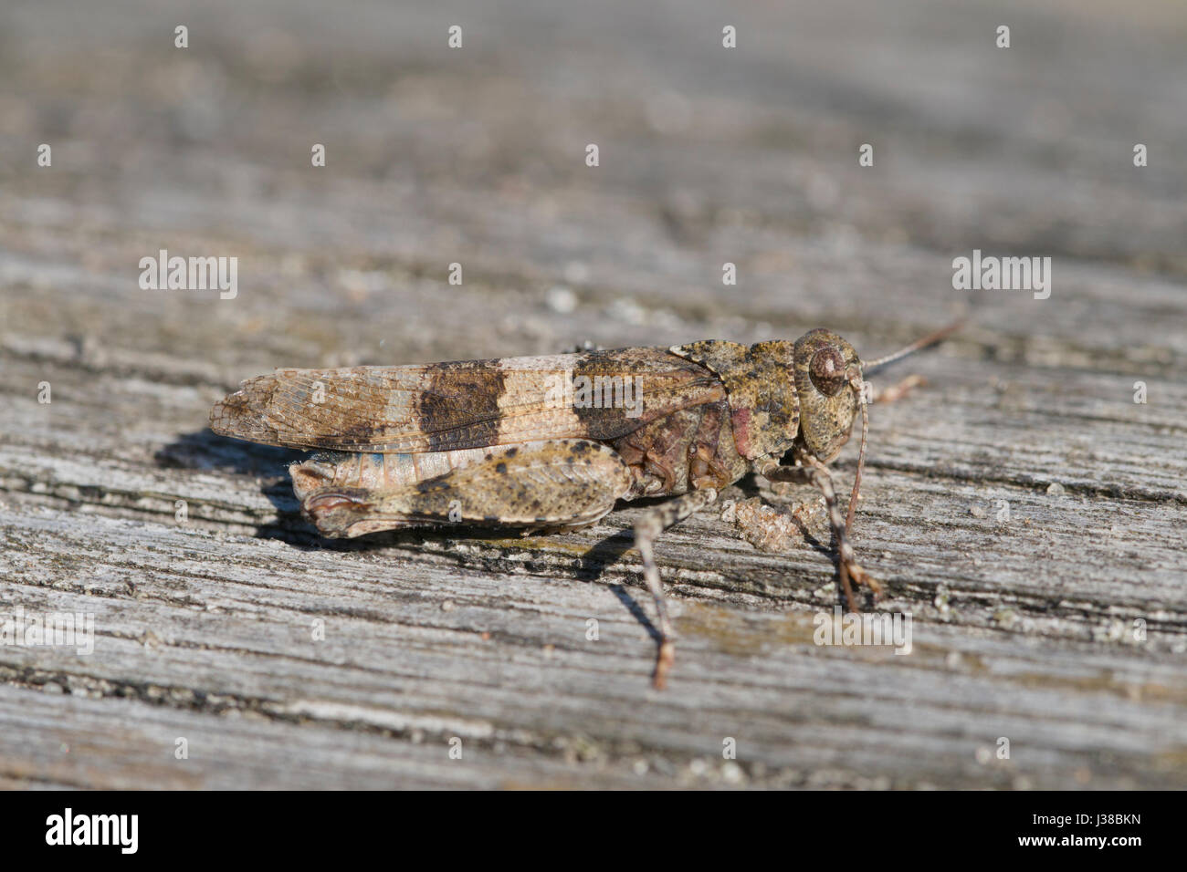 blue-winged grasshopper - Oedipoda caerulescens Stock Photo - Alamy
