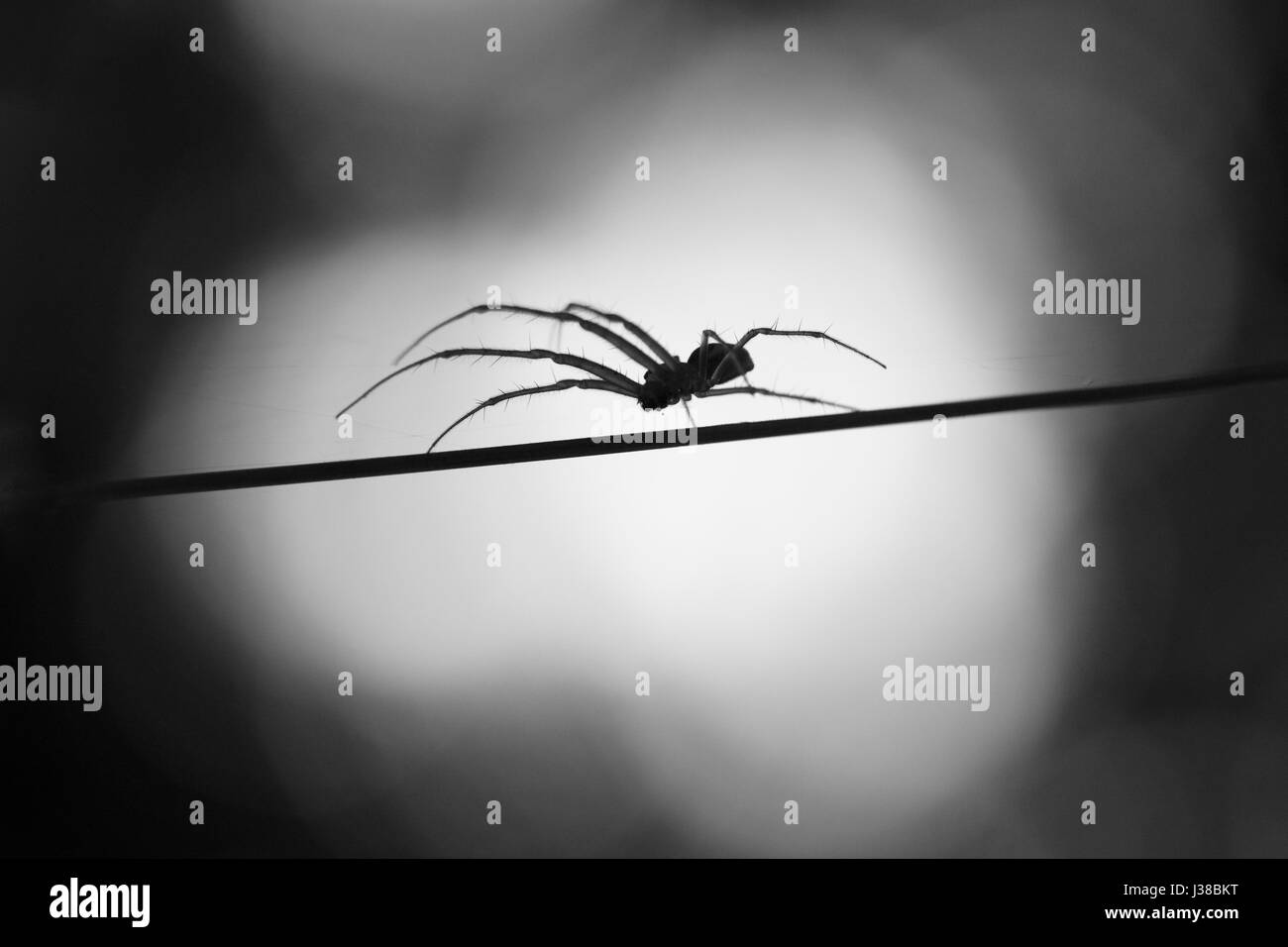 Spider in the moonlight Stock Photo - Alamy