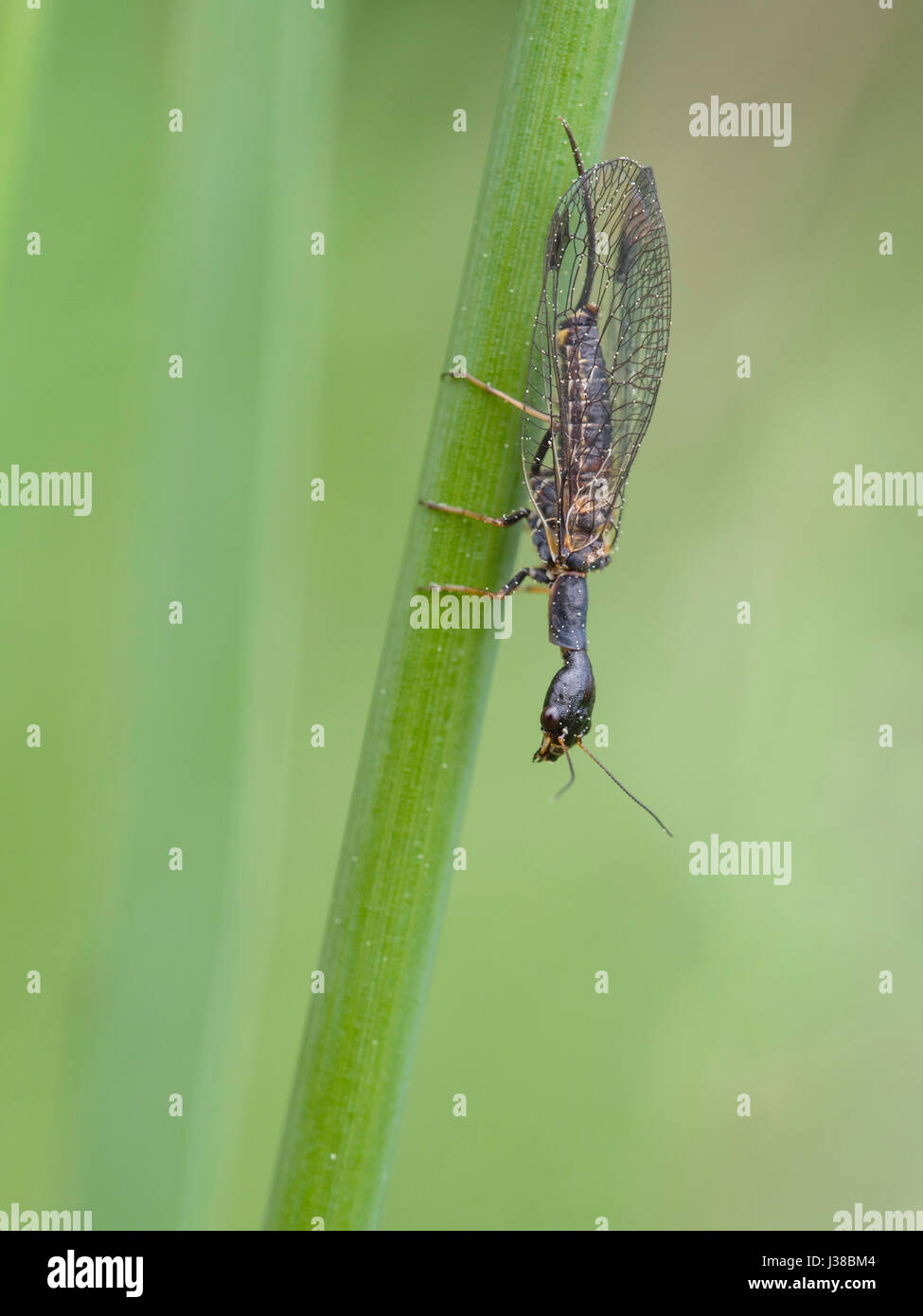 Snakefly (Phaeostigma notata Stock Photo - Alamy