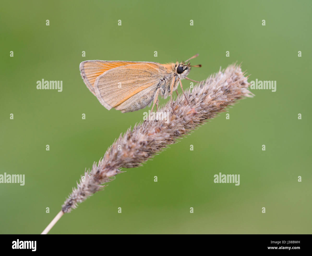 Skipper butterflies hi-res stock photography and images - Alamy