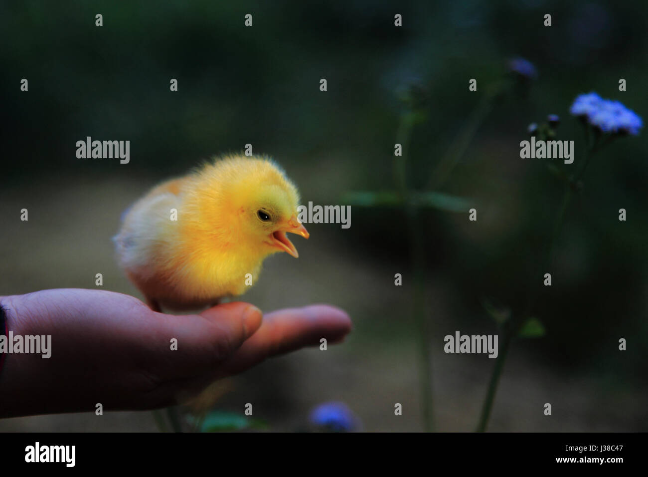 a baby chicken Stock Photo - Alamy