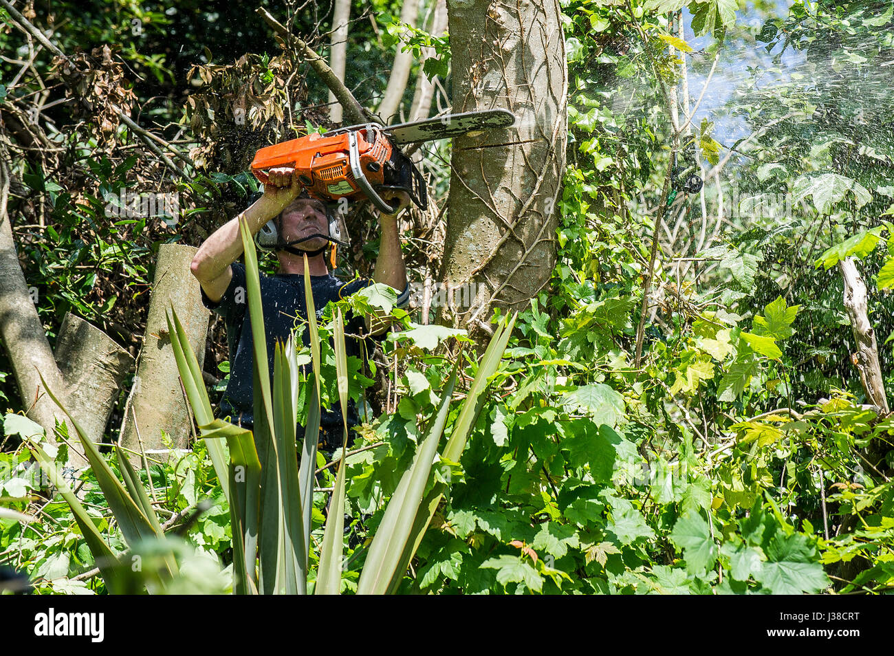 Branches of the harness hi-res stock photography and images - Alamy