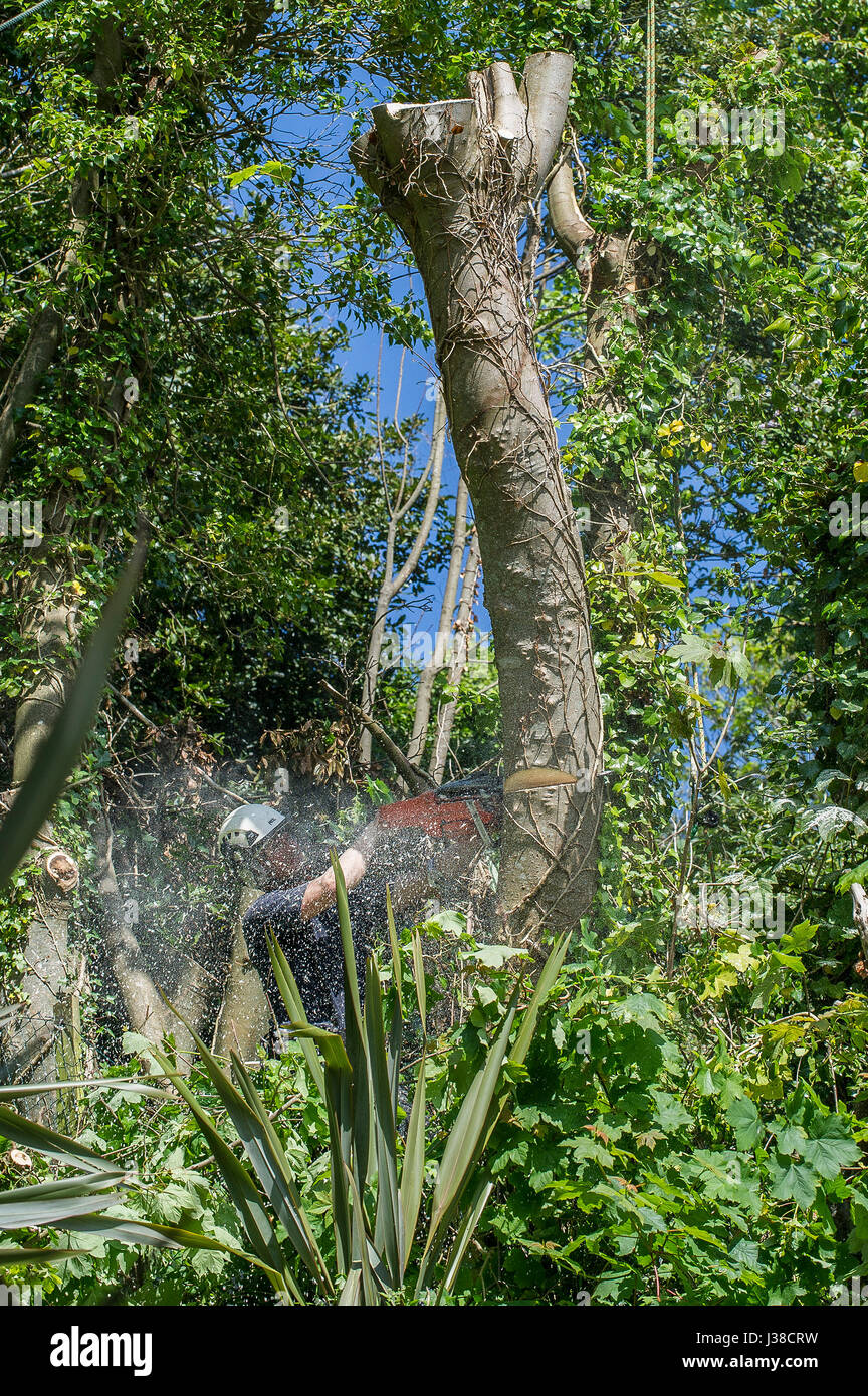 A tree surgeon lopping off branches of a sycamore tree Arboriculturist ...