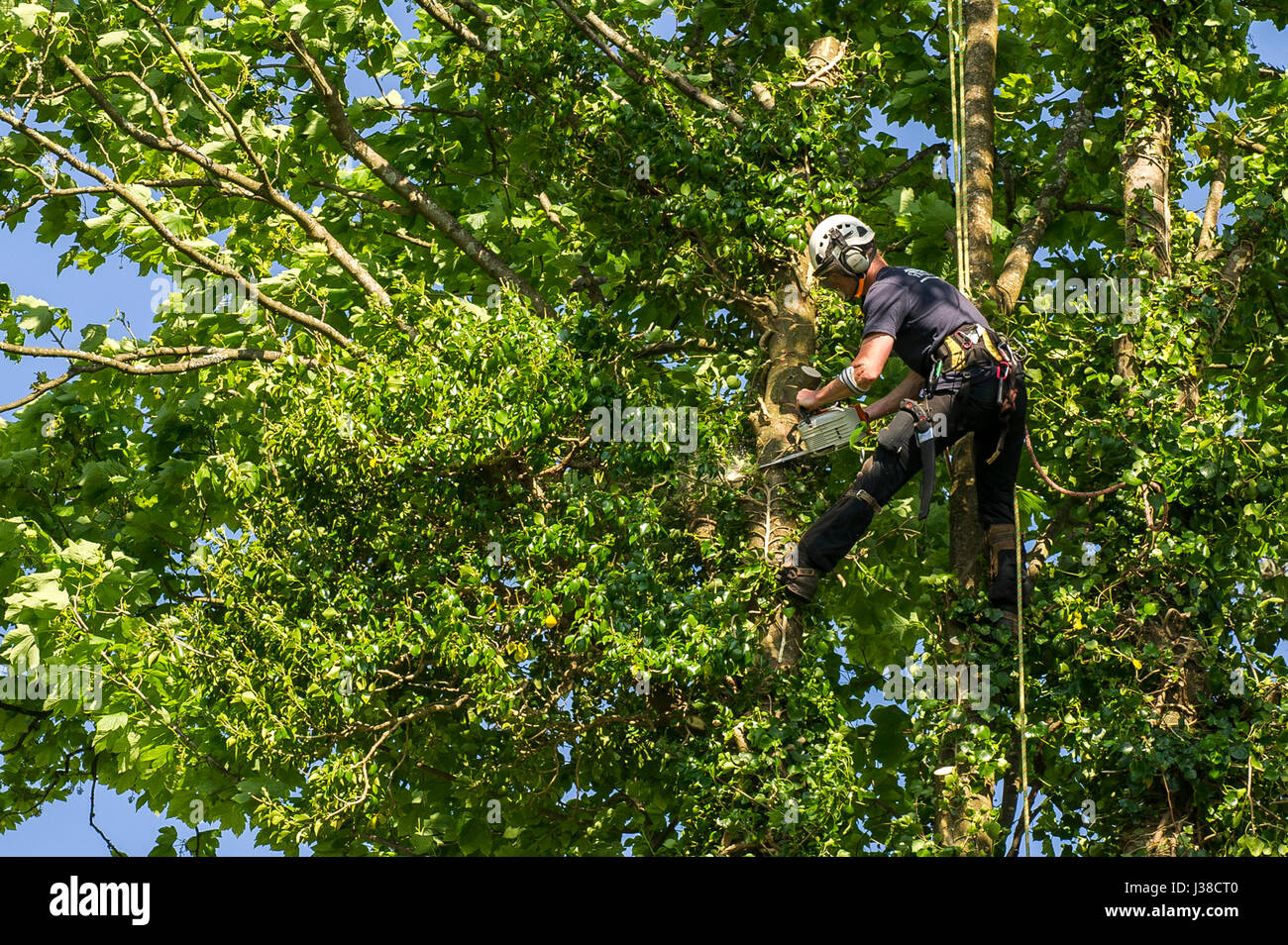 A tree surgeon lopping off branches of a sycamore tree Arboriculturist ...