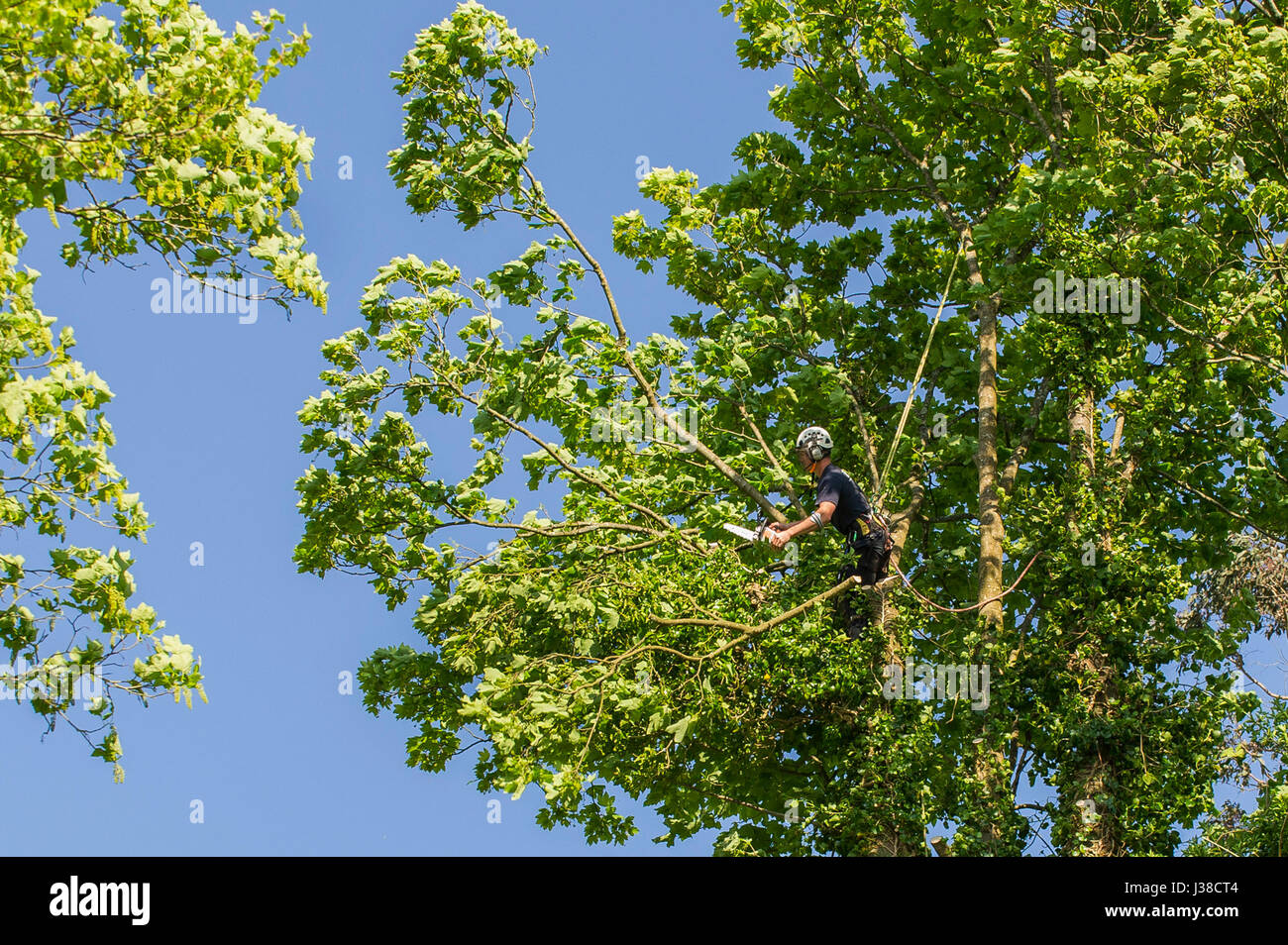 A tree surgeon lopping off branches of a sycamore tree Arboriculturist ...