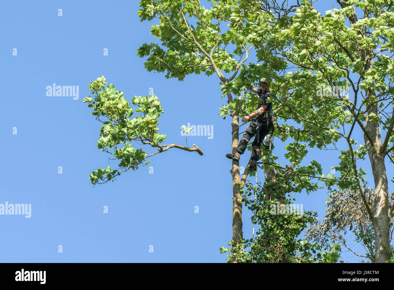 Arboriculturist tree height hi-res stock photography and images - Alamy