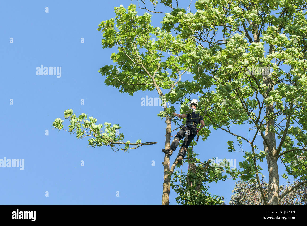 A tree surgeon lopping off branches of a sycamore tree Arboriculturist ...