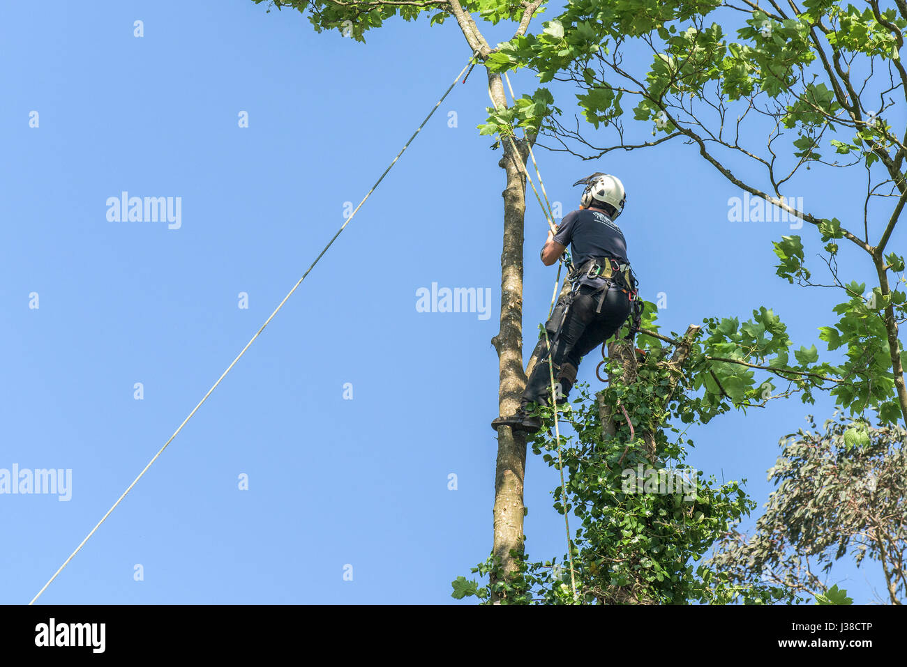 Tree surgeon Arboriculturist Climbing Safety harness Rope Ropes Roped ...