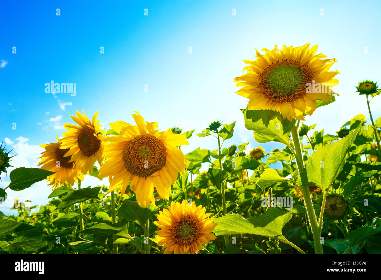 Sunflowers on background of blue sky Stock Photo - Alamy