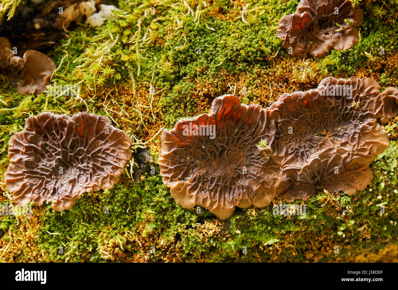 Closeup of a symbiotic fungi on a tree log Stock Photo - Alamy