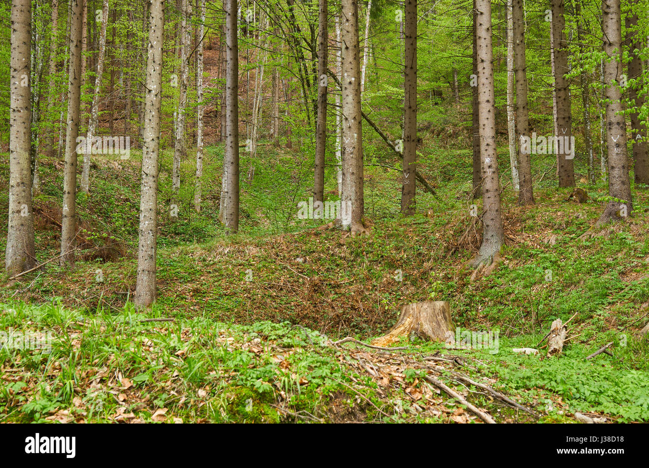 Forest of mixed deciduous and coniferous trees Stock Photo - Alamy