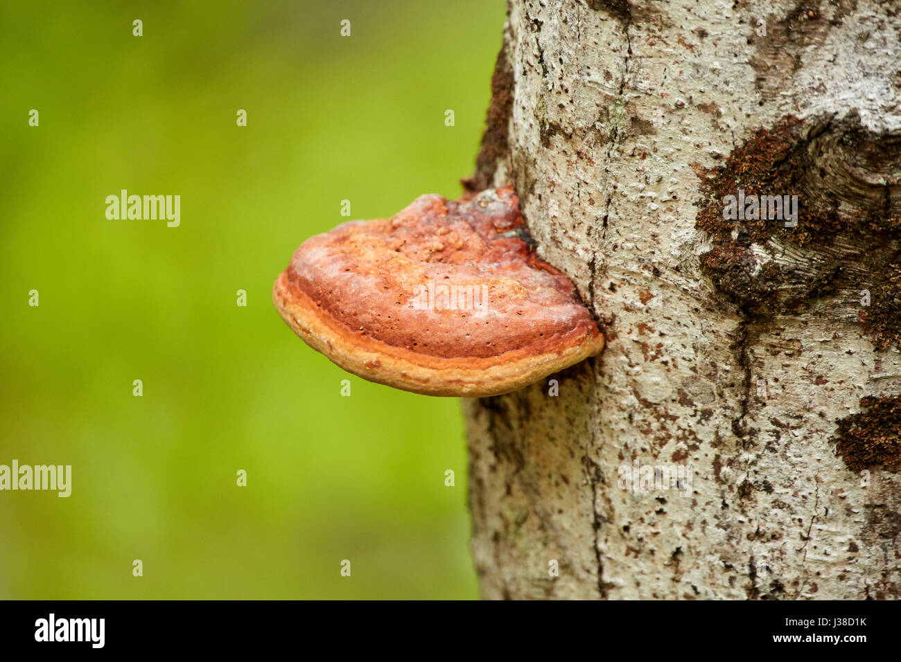 Red tinder, parasite fungi grown on a tree bark Stock Photo - Alamy