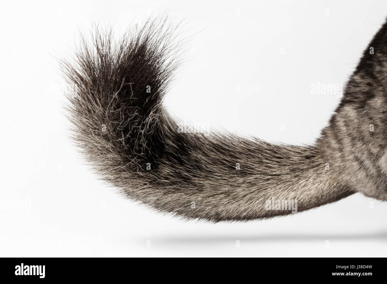 Tail of Gray Chinchilla on white Stock Photo - Alamy