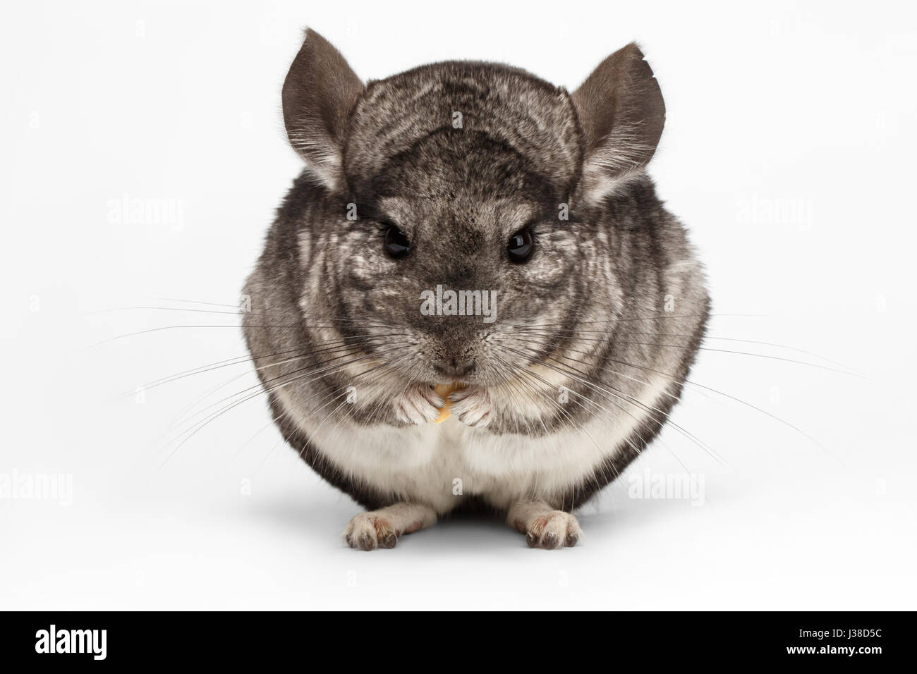 Closeup Chinchilla in Front View on white Stock Photo - Alamy