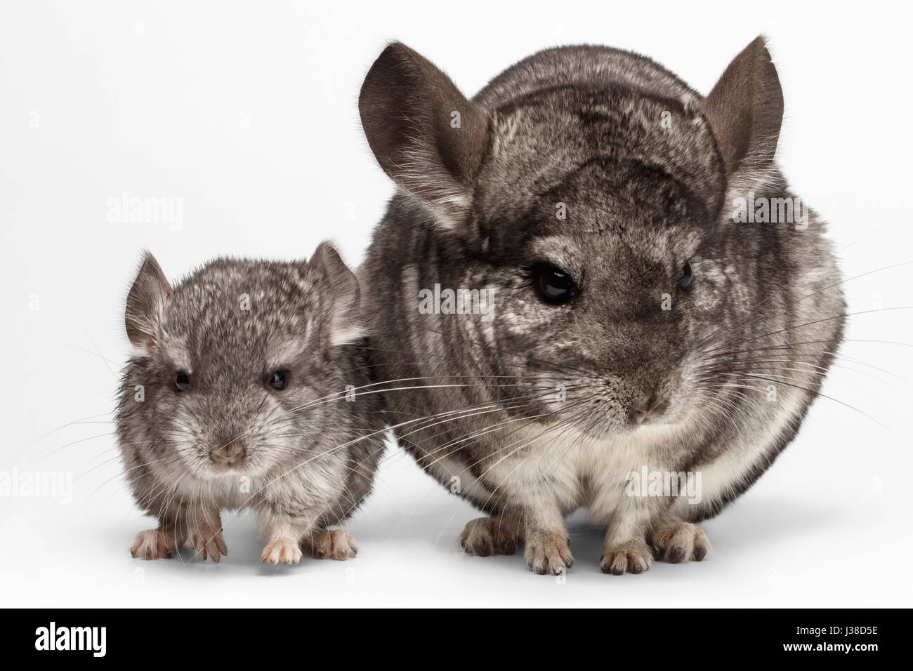 Closeup Mama and Baby Chinchilla in Front View on white Stock Photo - Alamy