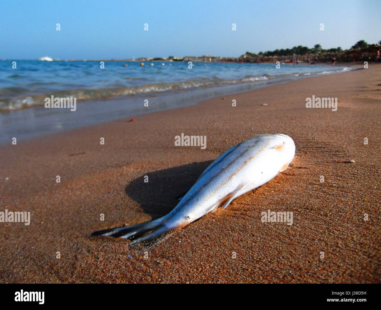 The dead fish lies on the sandy shore. Environmental pollution Stock ...