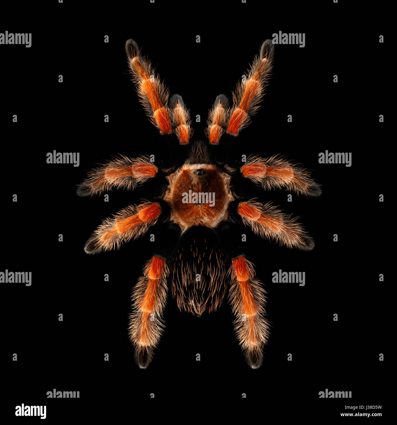Big hairy Tarantula Theraphosidae isolated on Black Background Stock ...