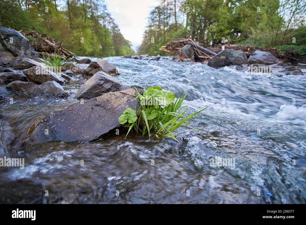 Grass in a idyllic river with stones and trees in the background Stock ...