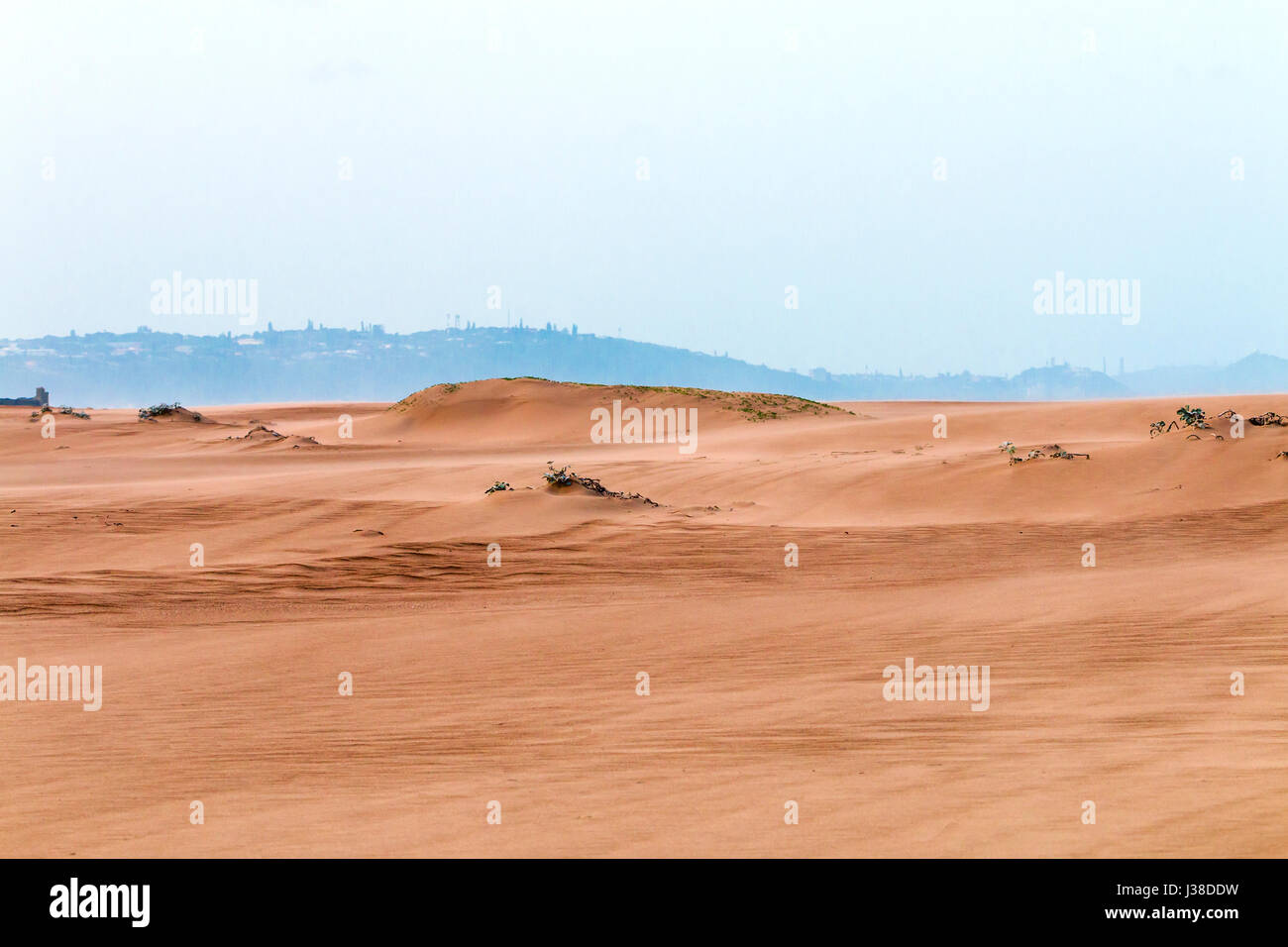 Heavy wind blowing sand on beach against dune, vegetation and coastal ...