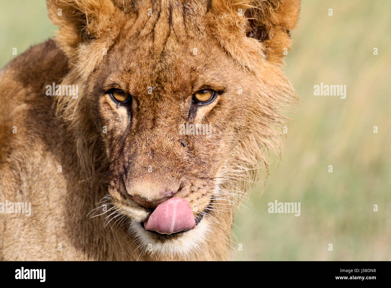 A young lion (Panthera leo) licks his lips while staring into the ...