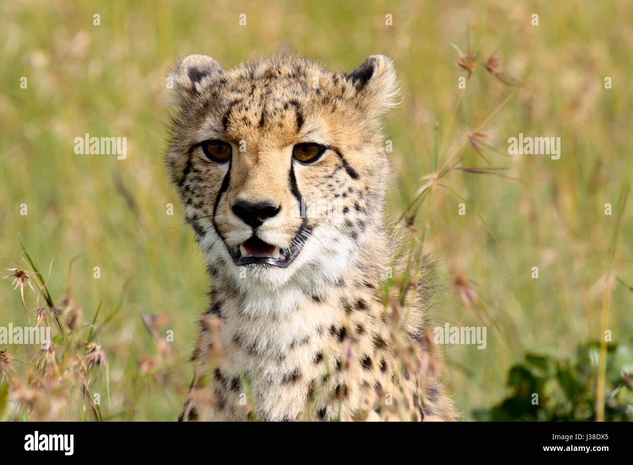 Fluffy cheetah cub hi-res stock photography and images - Alamy