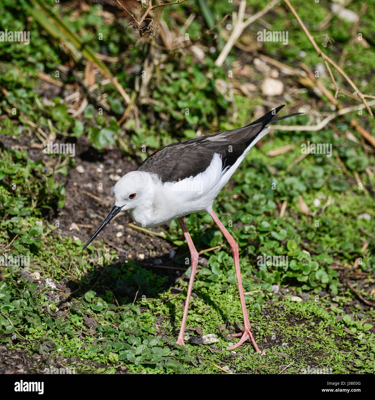 Beautiful long legged black winged stilt himantopus himantopus pied ...
