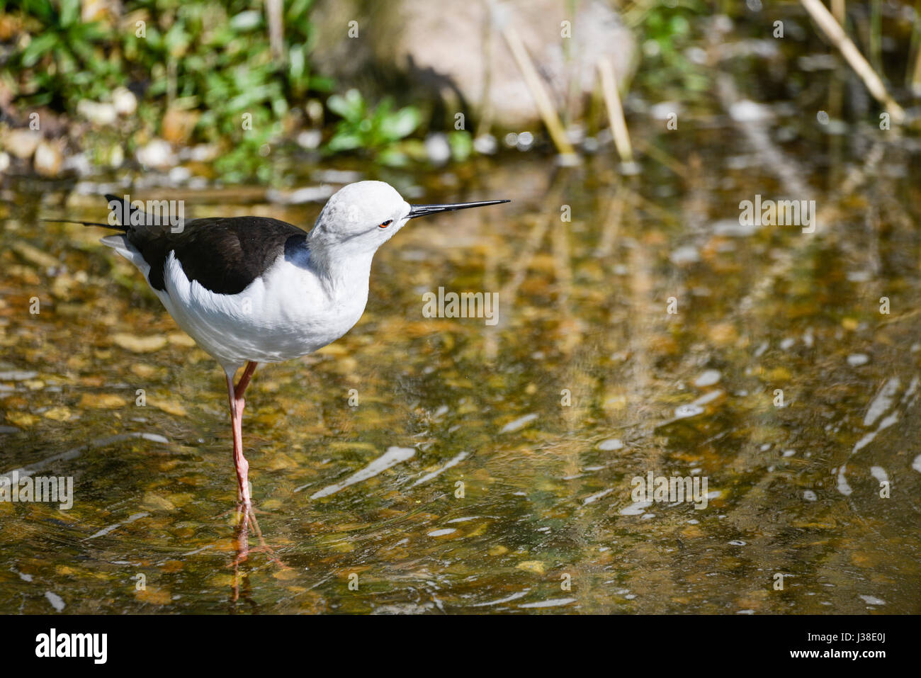 Beautiful long legged black winged stilt himantopus himantopus pied ...