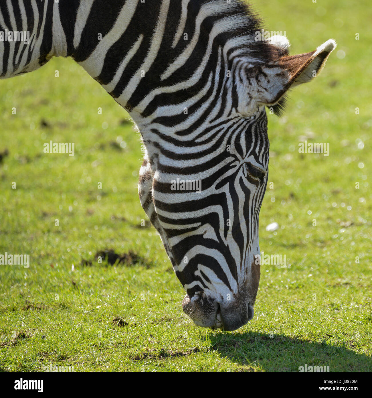 Beautiful Grevy's Zebra Equus Grevyi grazing in lush green clearing ...