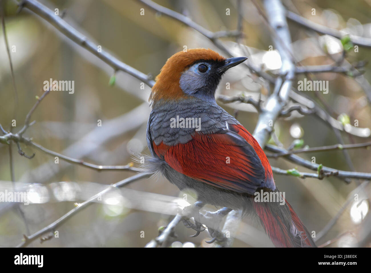 Stunning Red Tailed Laughing Thrush bird Trochalopteron Milner perched ...