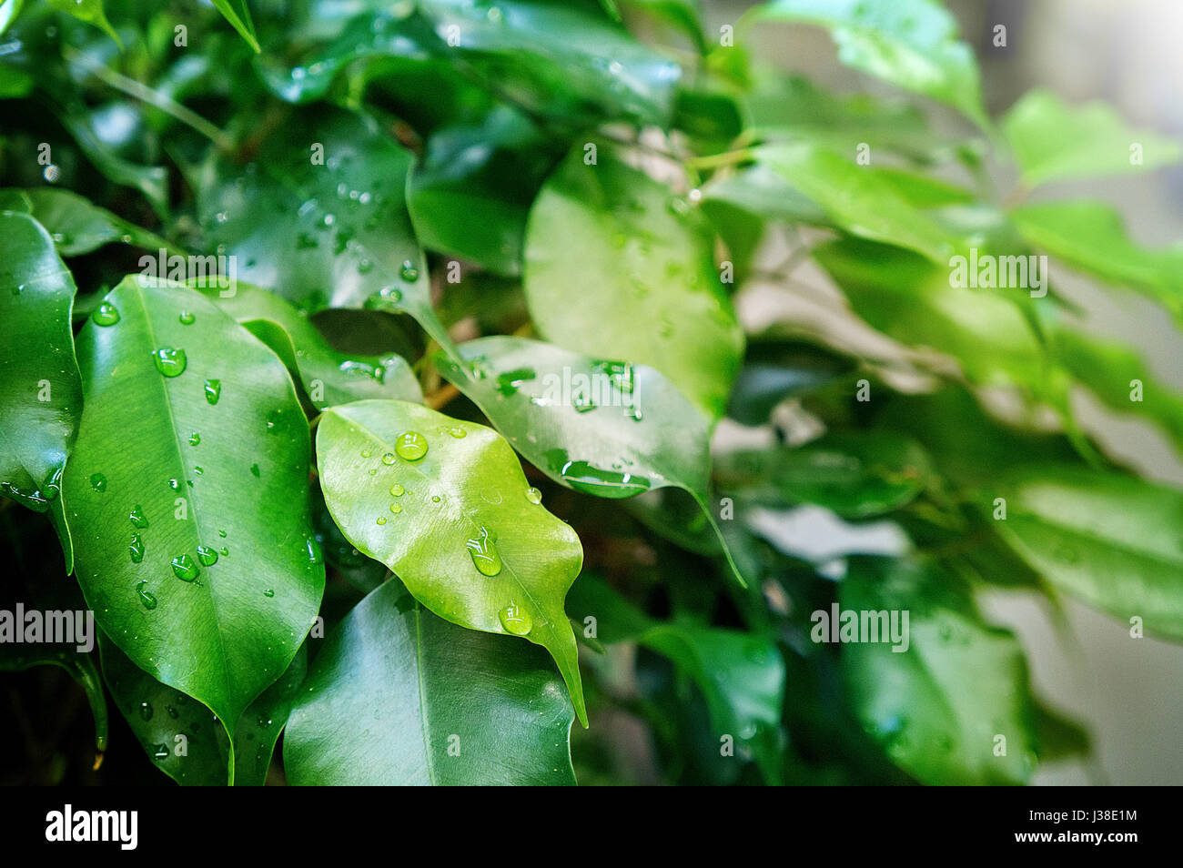 Ficus benjamin hi-res stock photography and images - Alamy