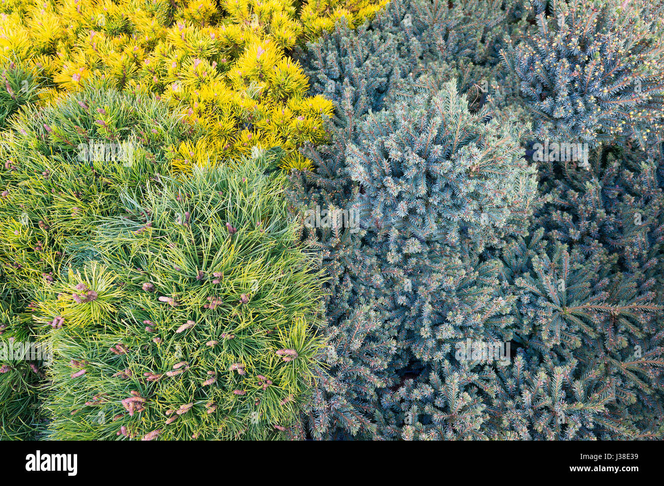 Spruce top hi-res stock photography and images - Alamy