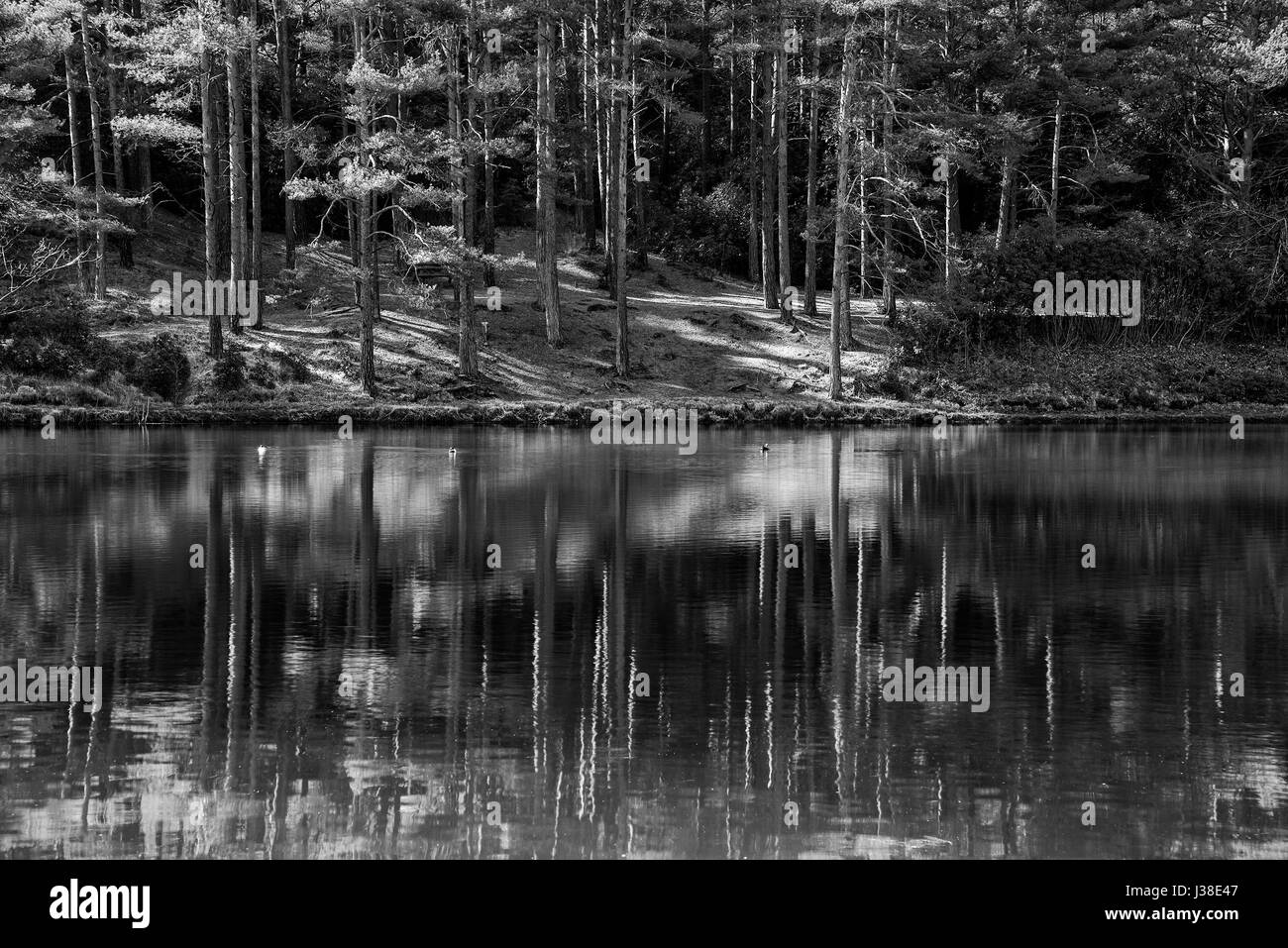 Beautiful landscape image of old clay pit quarry lake in black and ...