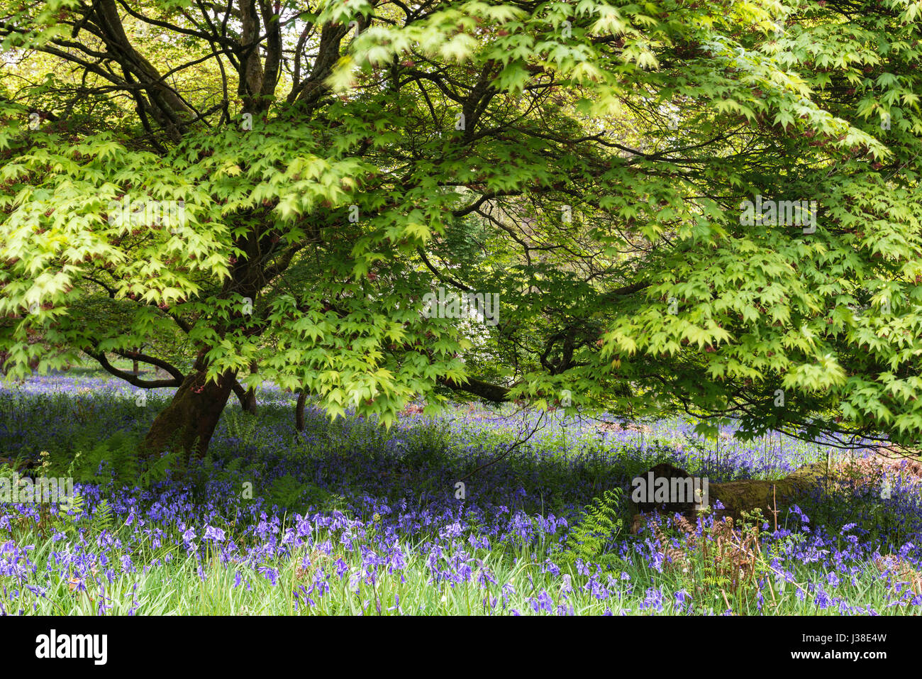 Beautiful landscape image of blubell woods in English countryside in ...
