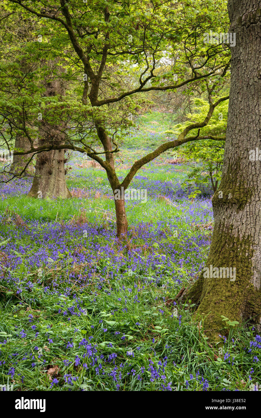 Beautiful landscape image of blubell woods in English countryside in ...