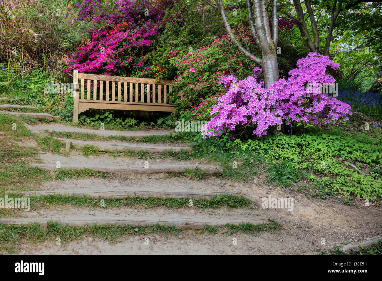 Beautiful landscape image of footpath border by Azalea flowers in ...