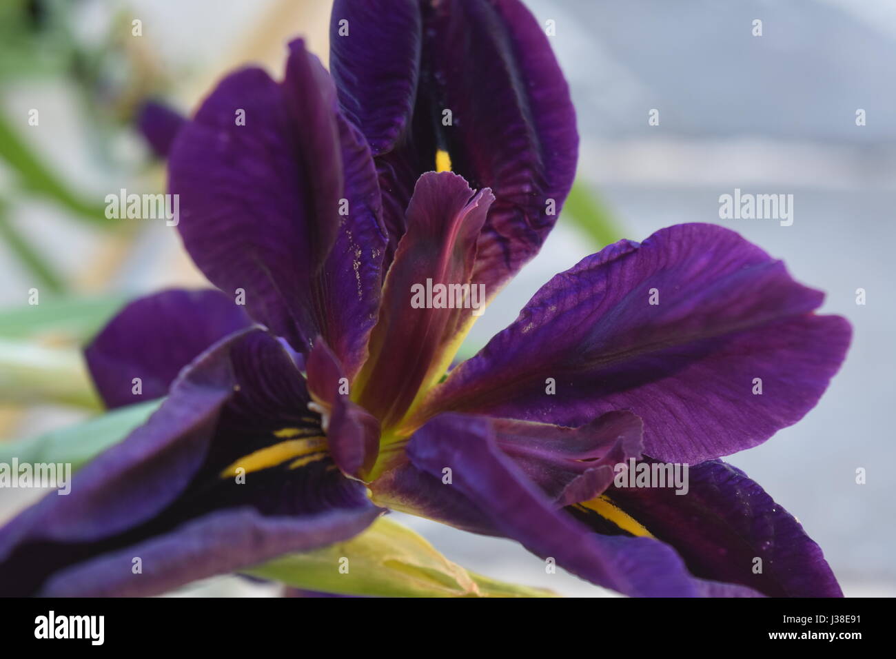 Dutch Iris Flower Close-up Stock Photo - Alamy