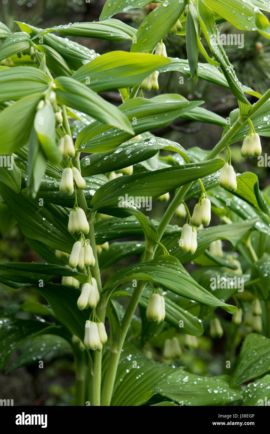 Salmons seal hi-res stock photography and images - Alamy