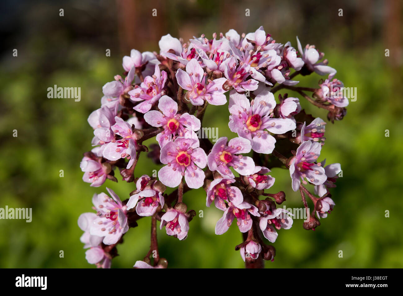 Darmera peltata hi-res stock photography and images - Alamy