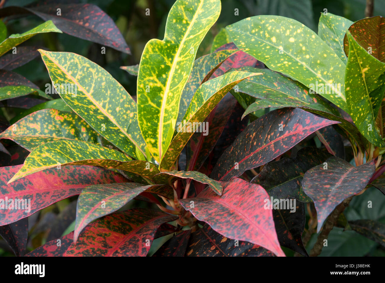 Tropical plant house hi-res stock photography and images - Alamy