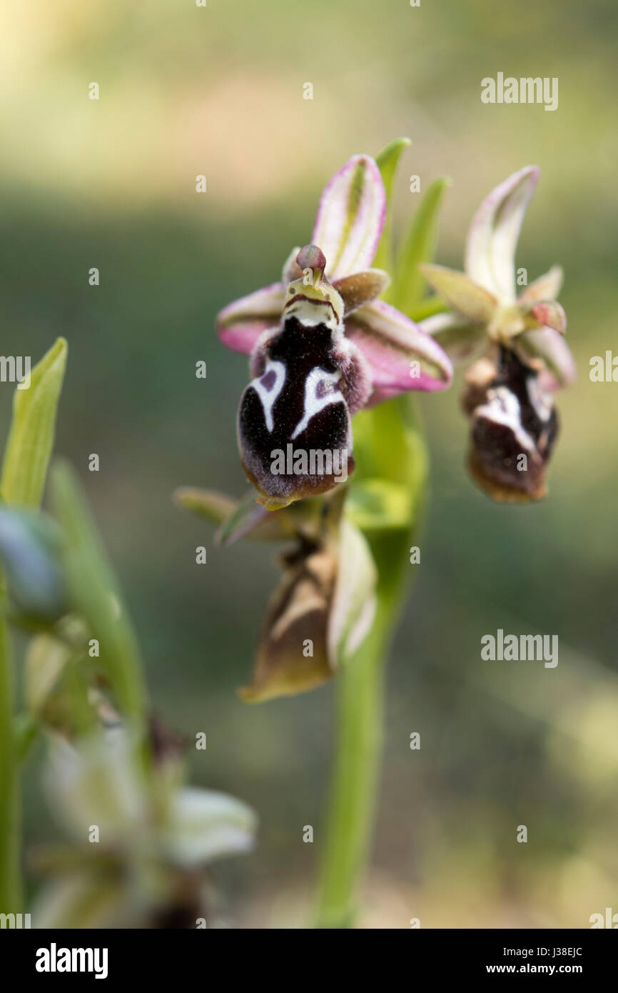 Ophrys reinholdii hi-res stock photography and images - Alamy
