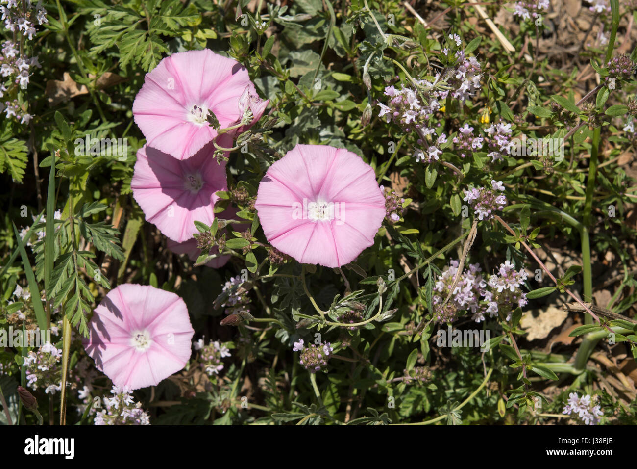 Convolvulus elegantissimus hi-res stock photography and images - Alamy
